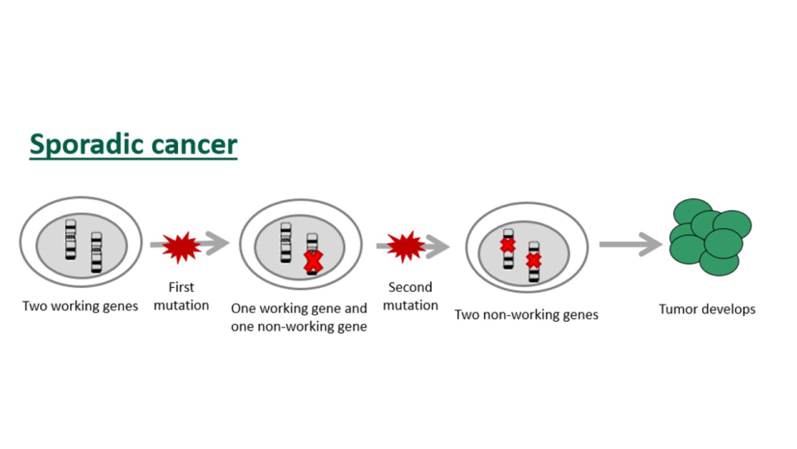 A Basic Guide to Cancer Genetics - Ironwood Cancer & Research Centers